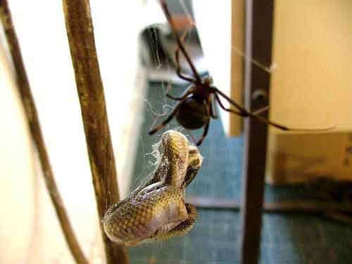 spider-catches-snake4.jpg