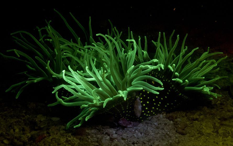 Fluorescent%20Coral%20Reefs%20Under%20UV%20Light%20%2811%29.jpg