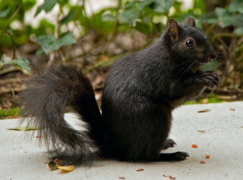 blacksquirrel.jpeg