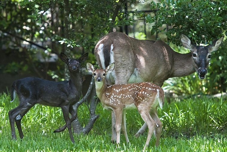 deer.jpeg