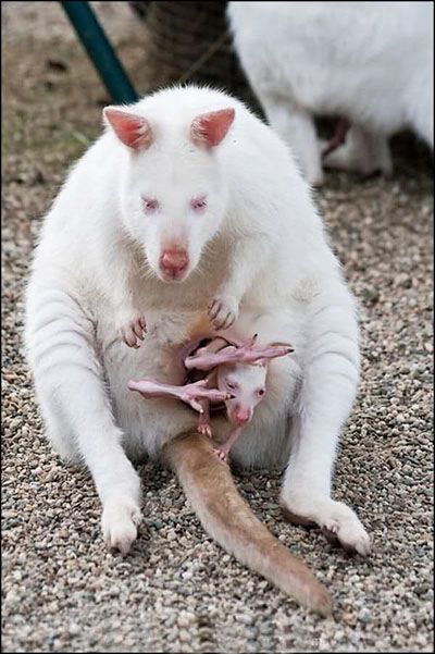 marsupiel.jpeg