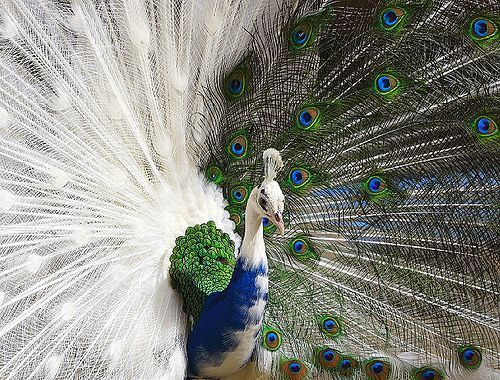 peacock.jpeg