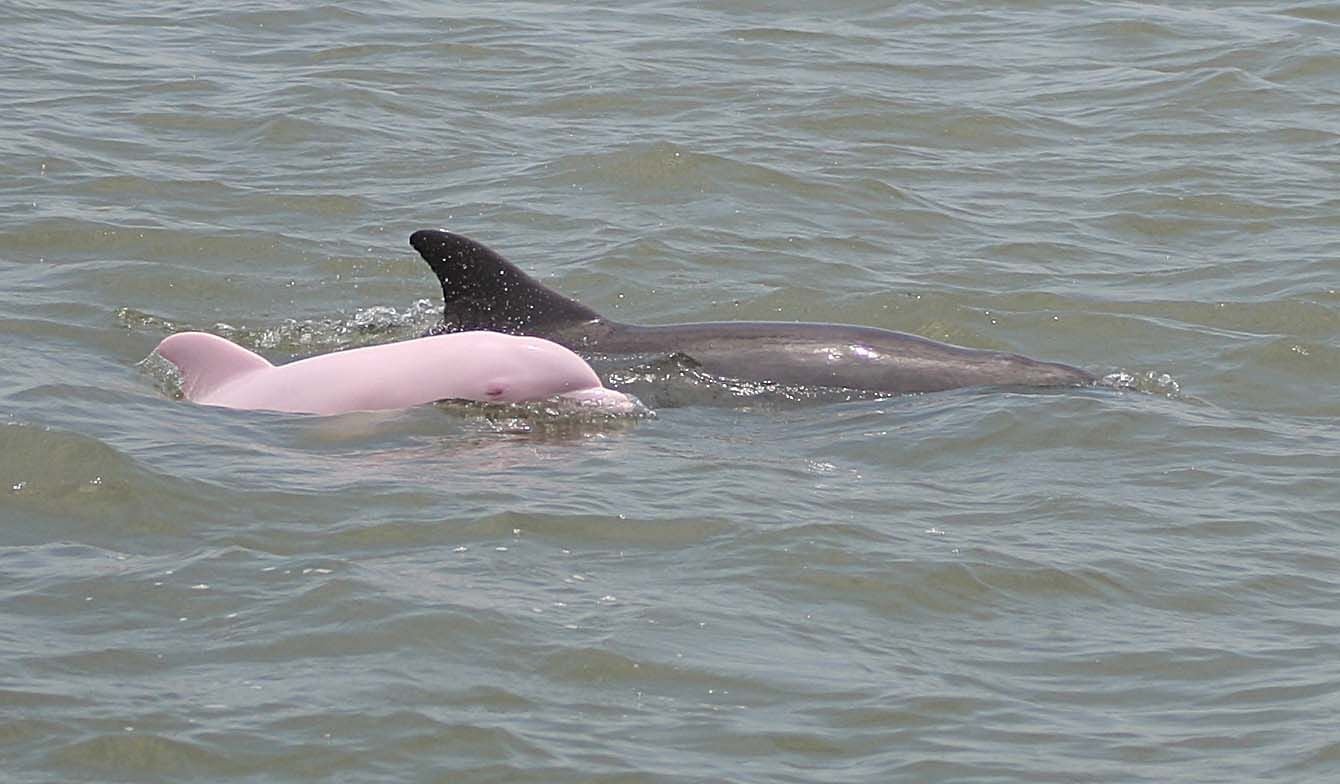 pinkdolphin.jpeg