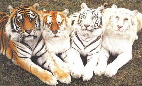 tigers.jpeg