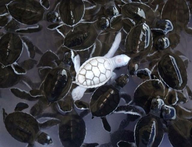 turtles.jpeg