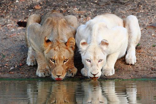 whitelions.jpeg